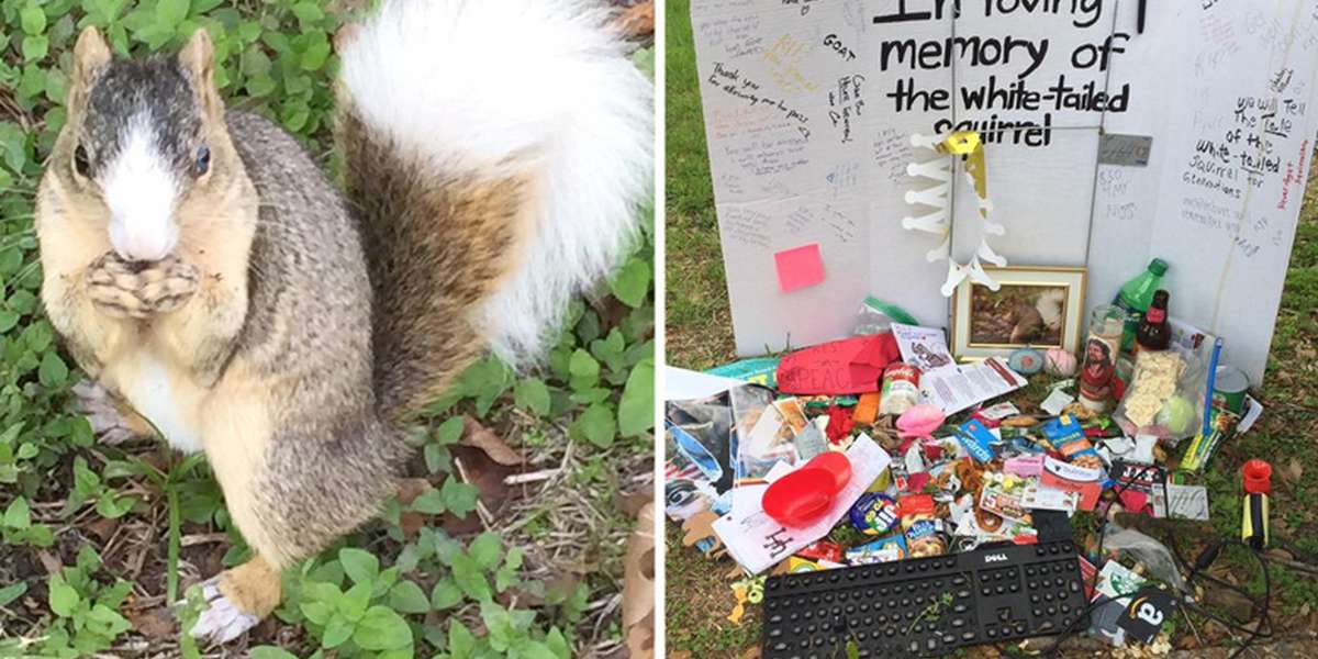 Students Mourn The Death Of Beloved Campus Squirrel - The Dodo