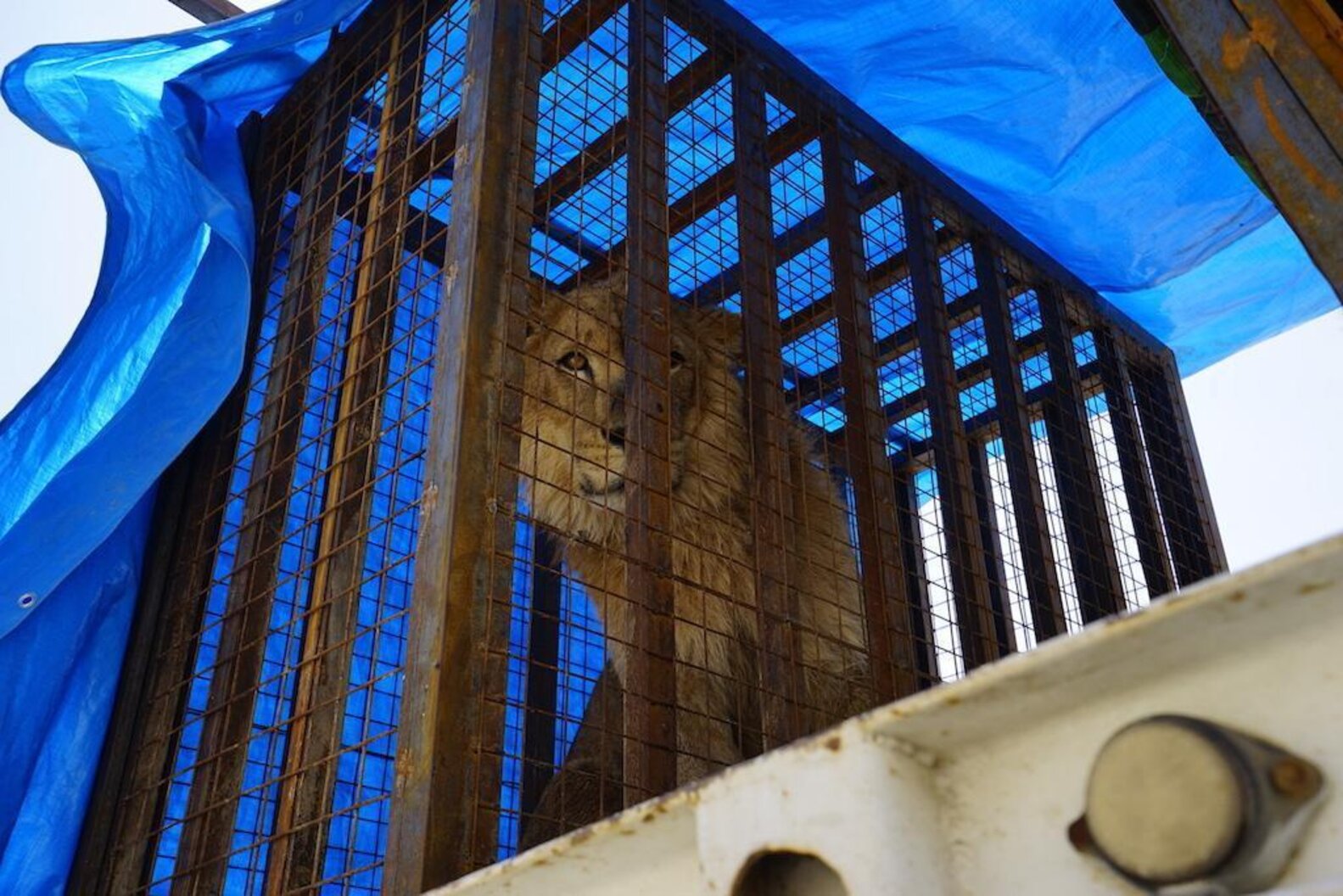 Lion And Bear Saved From Mosul Zoo Arrive In Amman - The Dodo