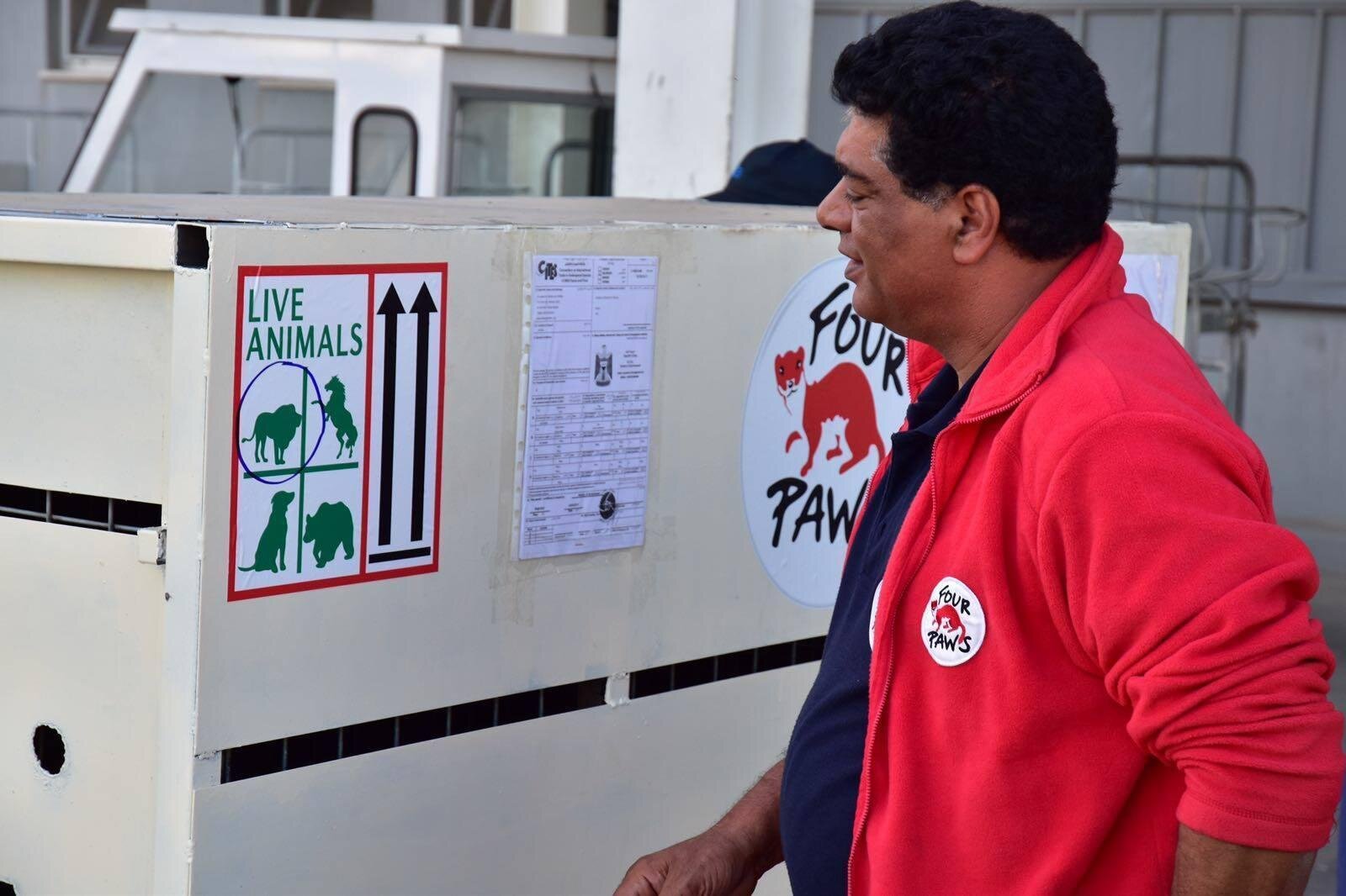 Lion And Bear Saved From Mosul Zoo Arrive In Amman - The Dodo