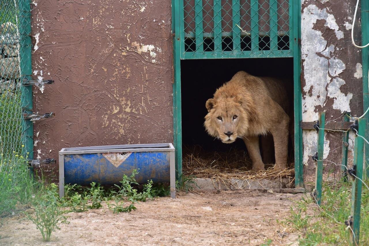 Lion And Bear Saved From Mosul Zoo Arrive In Amman - The Dodo