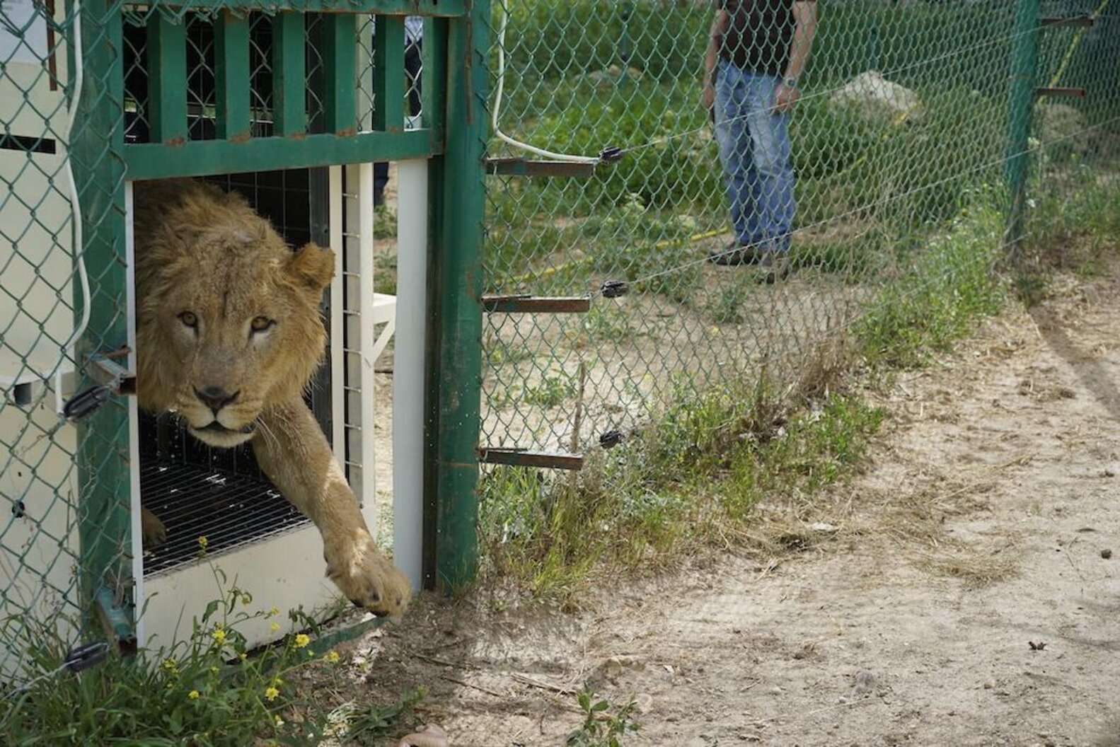 Lion And Bear Saved From Mosul Zoo Arrive In Amman - The Dodo