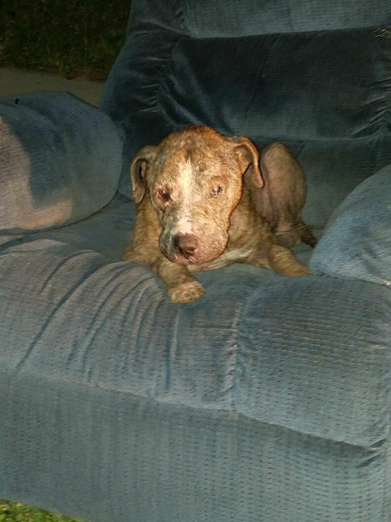 How Are Bait Dogs Used