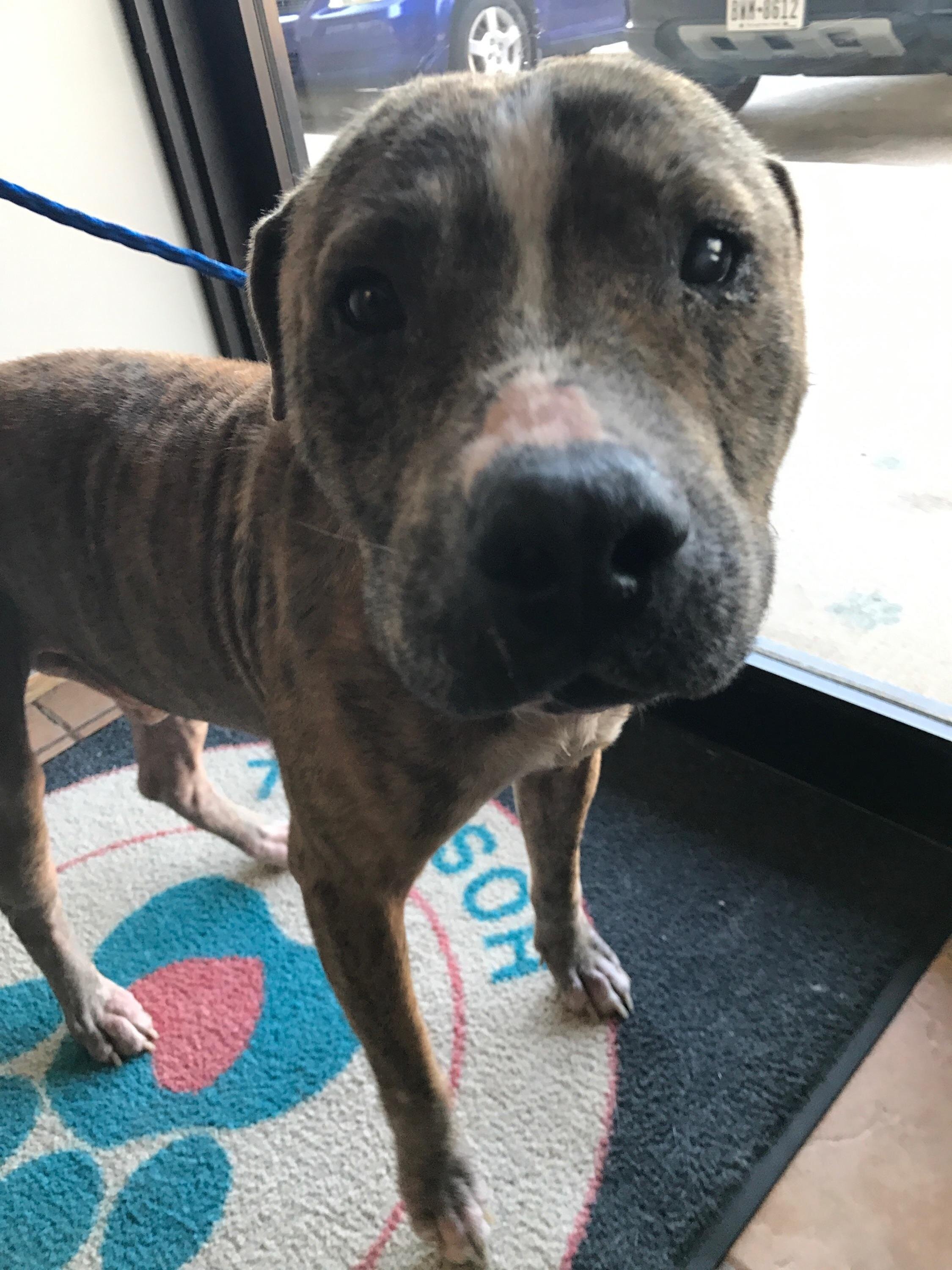 Bait Dog Who Lived On Couch Is Rescued In Texas - The Dodo