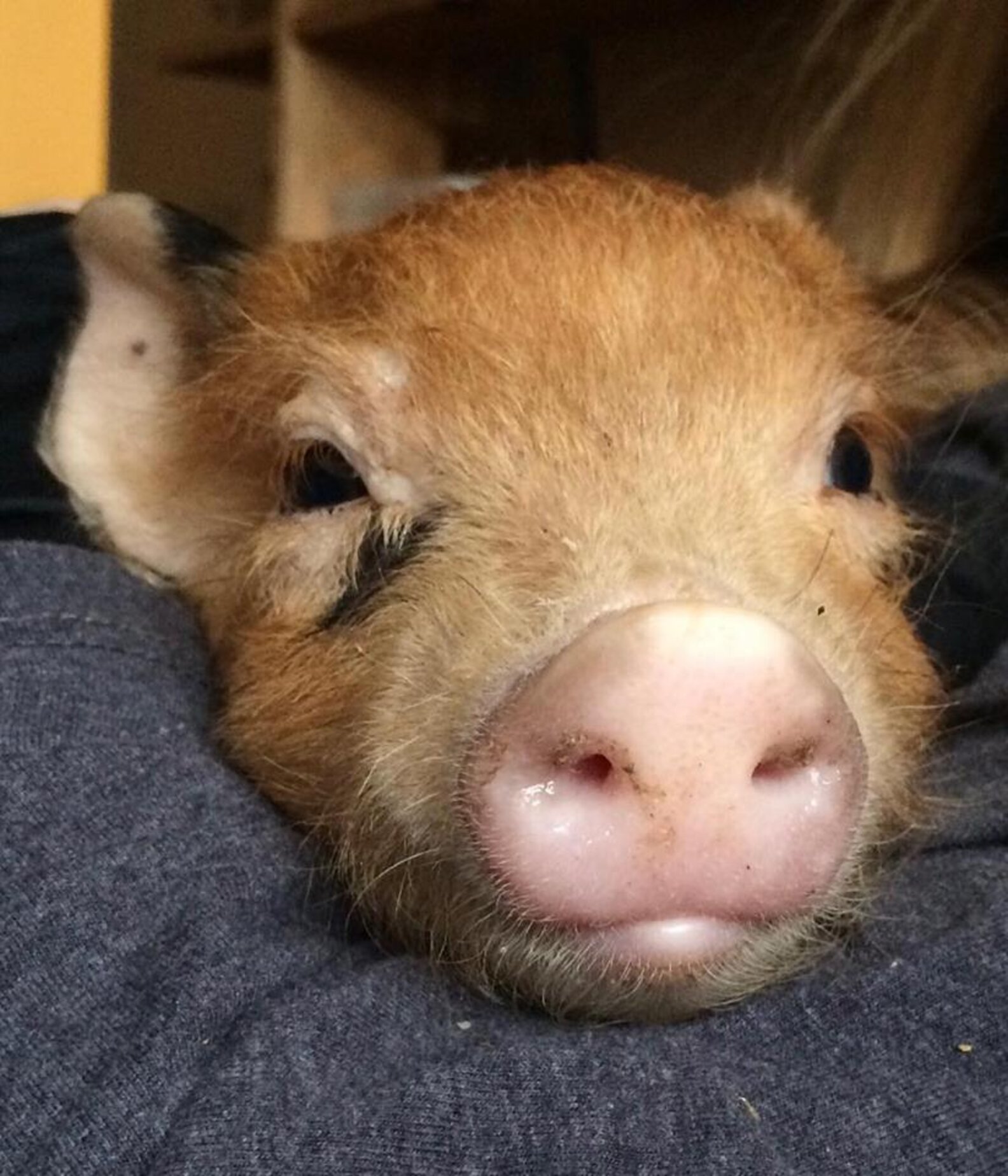 Piglet Saved From Barbecue Loves To Be Held In His New Dad's Arms - The ...