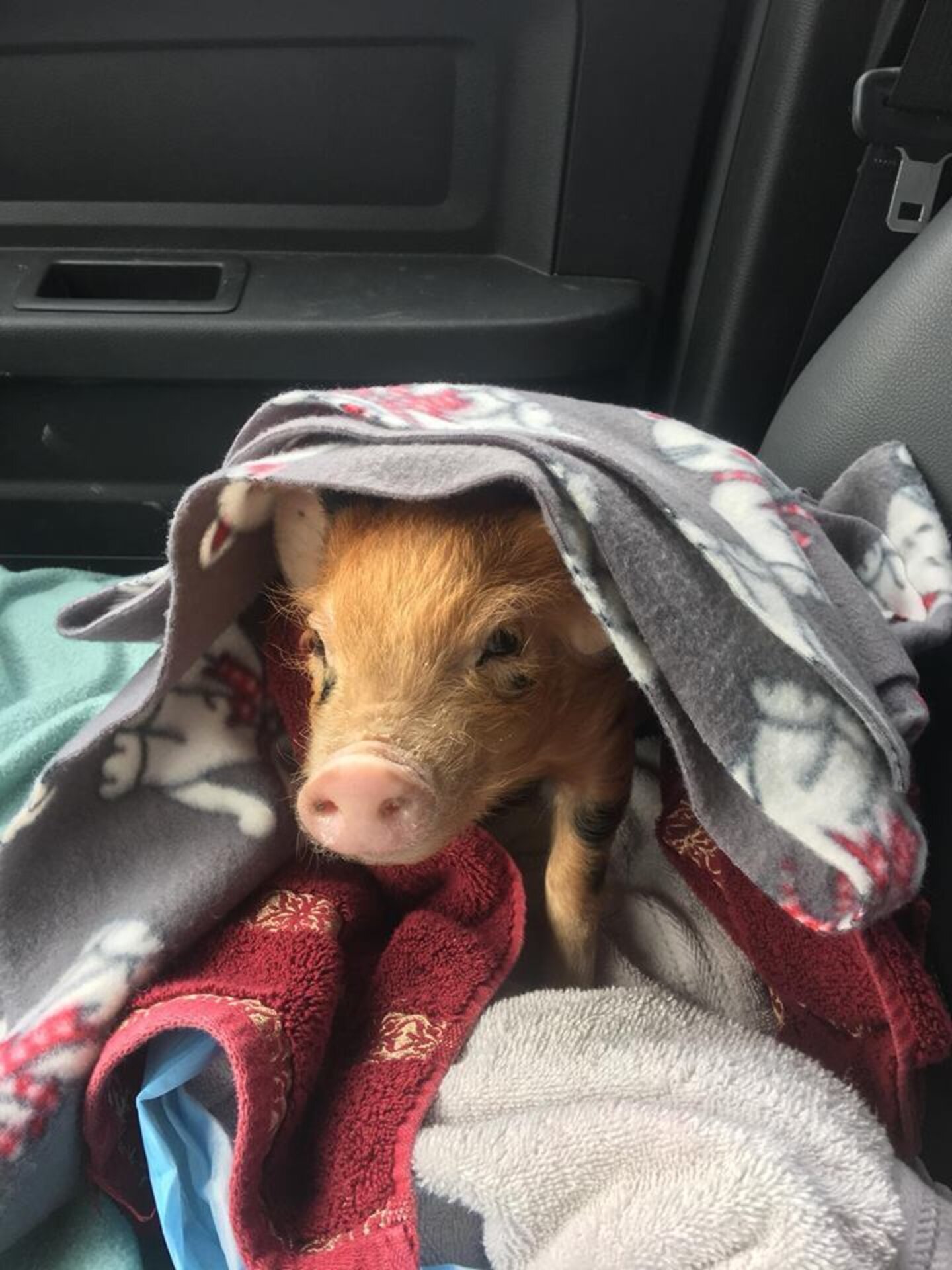 Piglet Saved From Barbecue Loves To Be Held In His New Dad's Arms - The ...