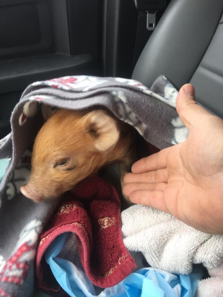 Piglet Saved From Barbecue Loves To Be Held In His New Dad's Arms - The ...