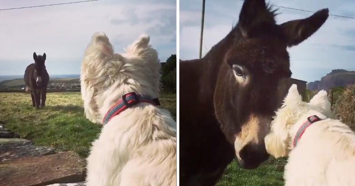 Dog And Donkey Keep Their Long-Distance Friendship Alive - The Dodo