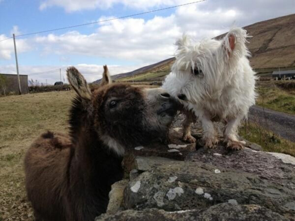 Dog And Donkey Keep Their Long-Distance Friendship Alive - The Dodo
