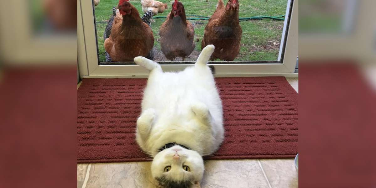 Cat Loves Posing For His Backyard Chickens - The Dodo