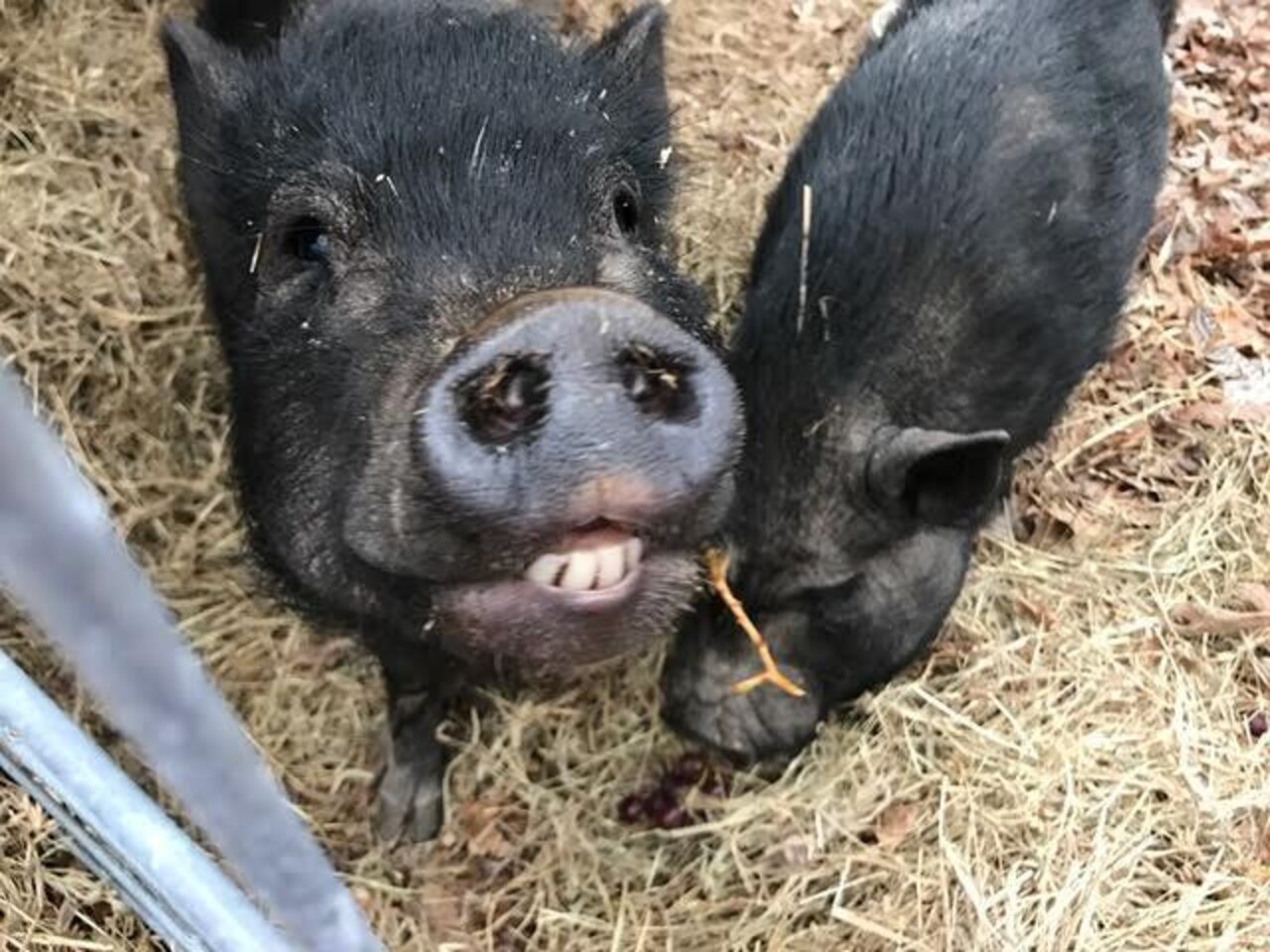 Potbellied Pig Family Rescued From County Auction - The Dodo