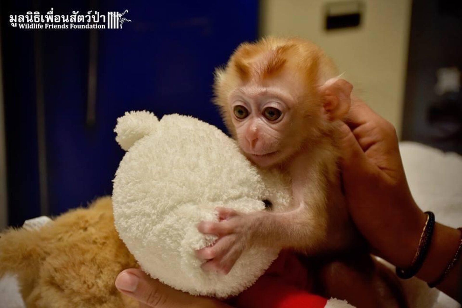 Baby Macaque Monkey Rescued, Snuggled Stuffed Animal - The Dodo
