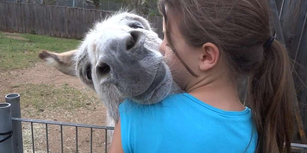 Donkey Hugs It Out With His Girl - Videos - The Dodo