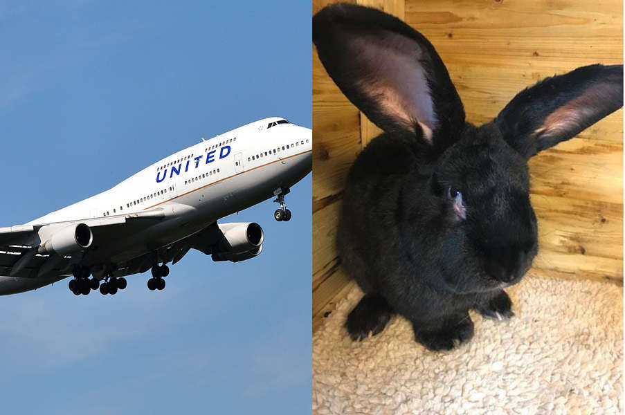 Giant Rabbit Dies Mysteriously on United Airlines Flight - Thrillist
