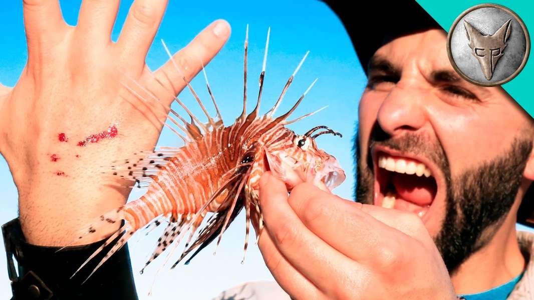 Coyote Peterson Stings Himself With a Lionfish - Thrillist