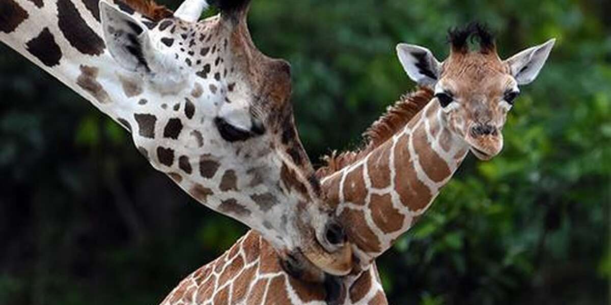 Zoos Need To Stop Calling Giraffe Deaths 'Freak Accidents' - The Dodo