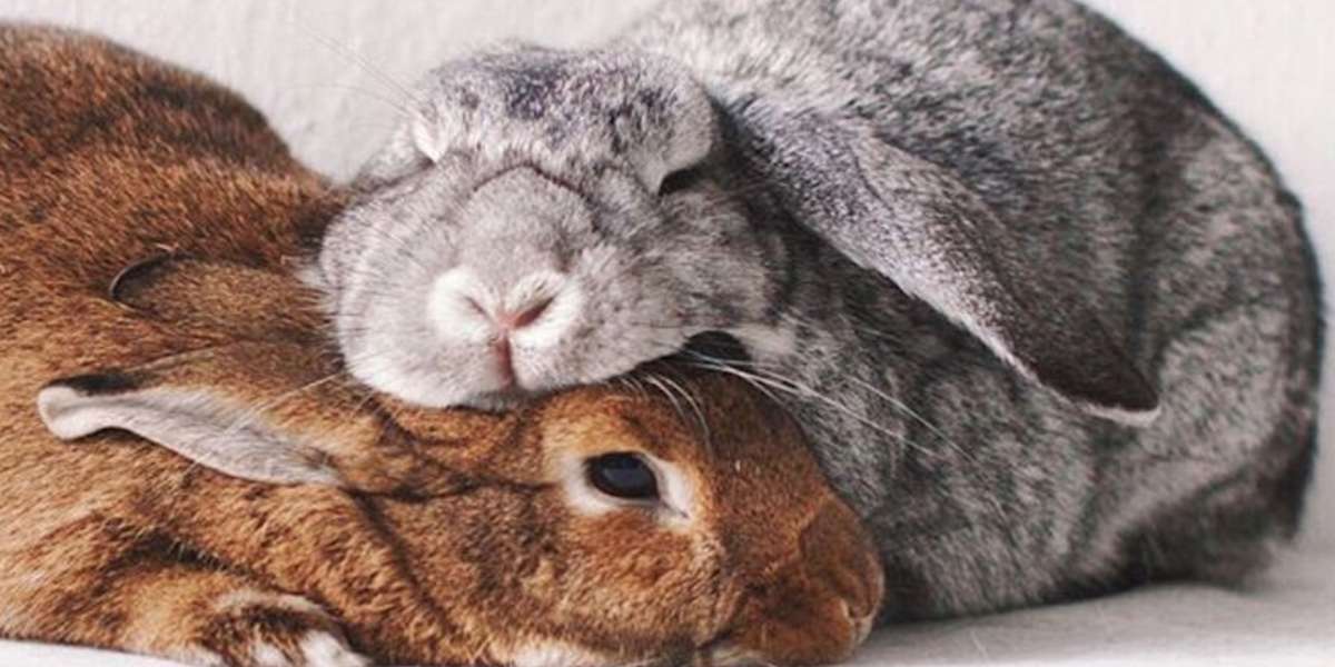 Rabbit Siblings Can't Get Enough Of Each Other - Videos - The Dodo