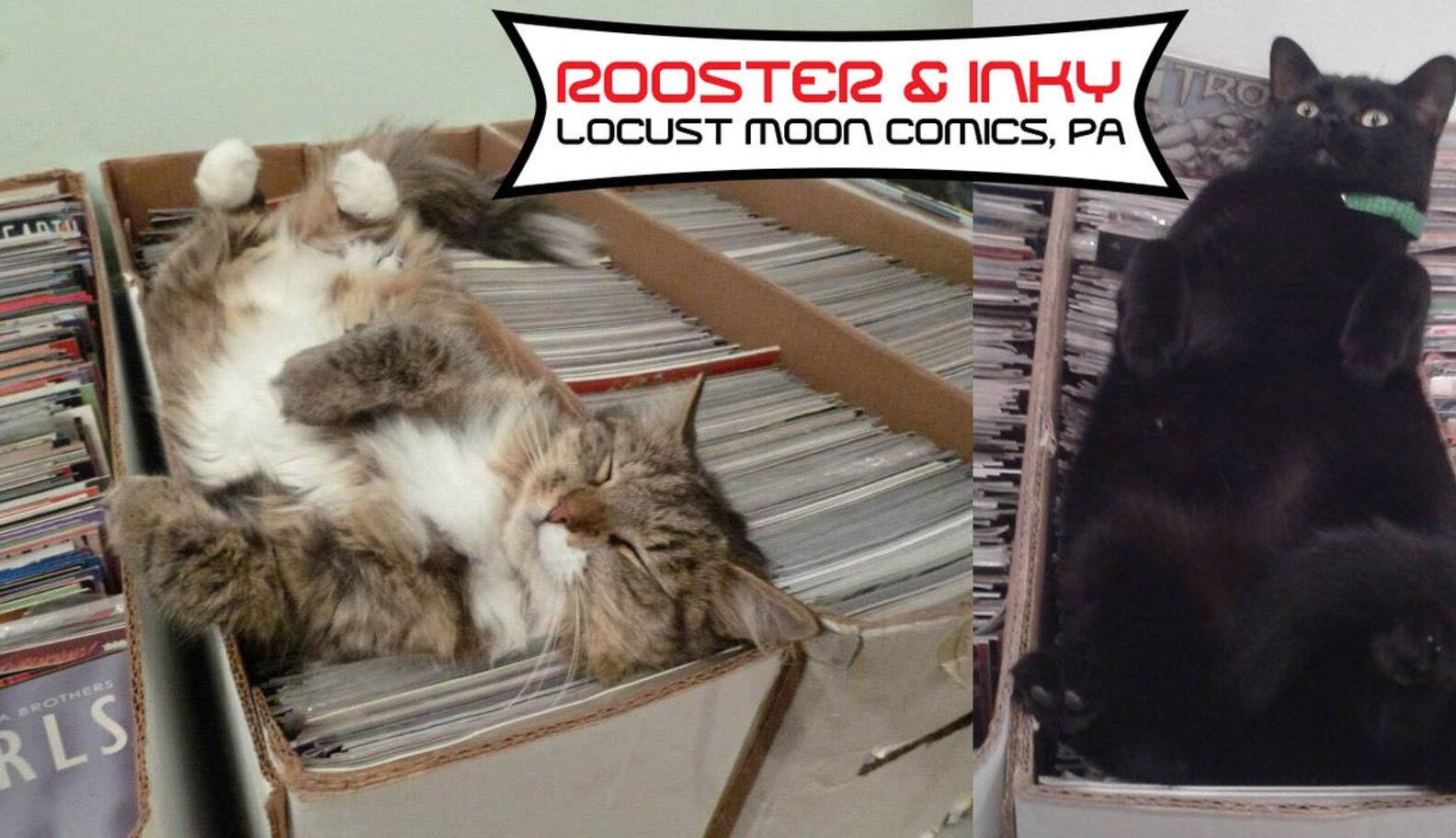 12 Cats Who Live In Comic Book Stores (And May Secretly Be Superheroes ...