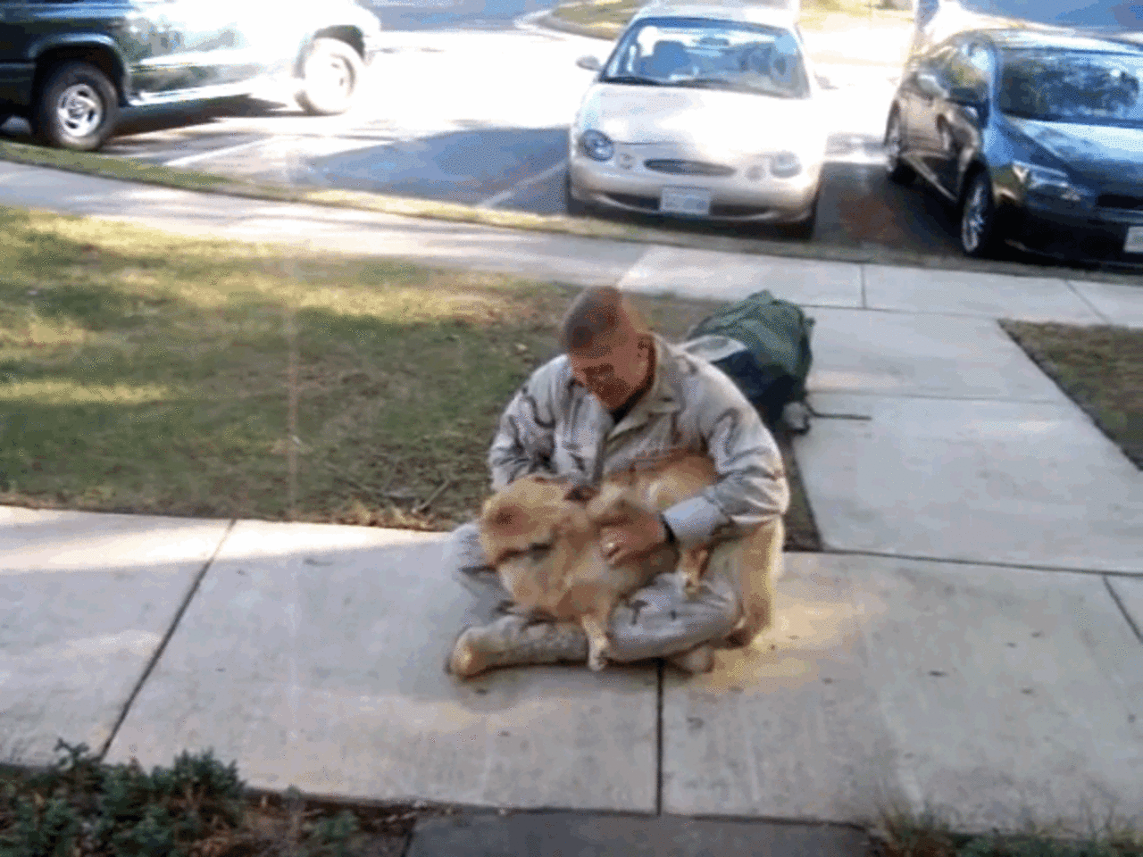 America At Its Best: 9 Loyal Dogs Welcoming Soldiers Home With ...
