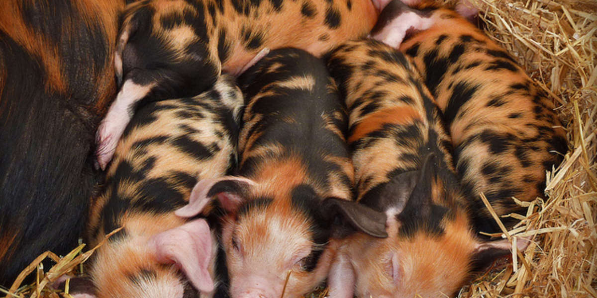 Two little piggies go to sleep - The Dodo