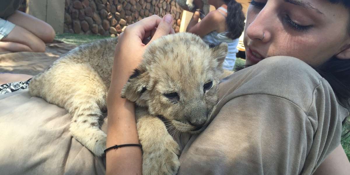 I Was Tricked Into Raising Lion Cubs For Hunters To Kill - The Dodo