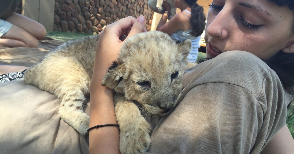 I Was Tricked Into Raising Lion Cubs For Hunters To Kill - The Dodo