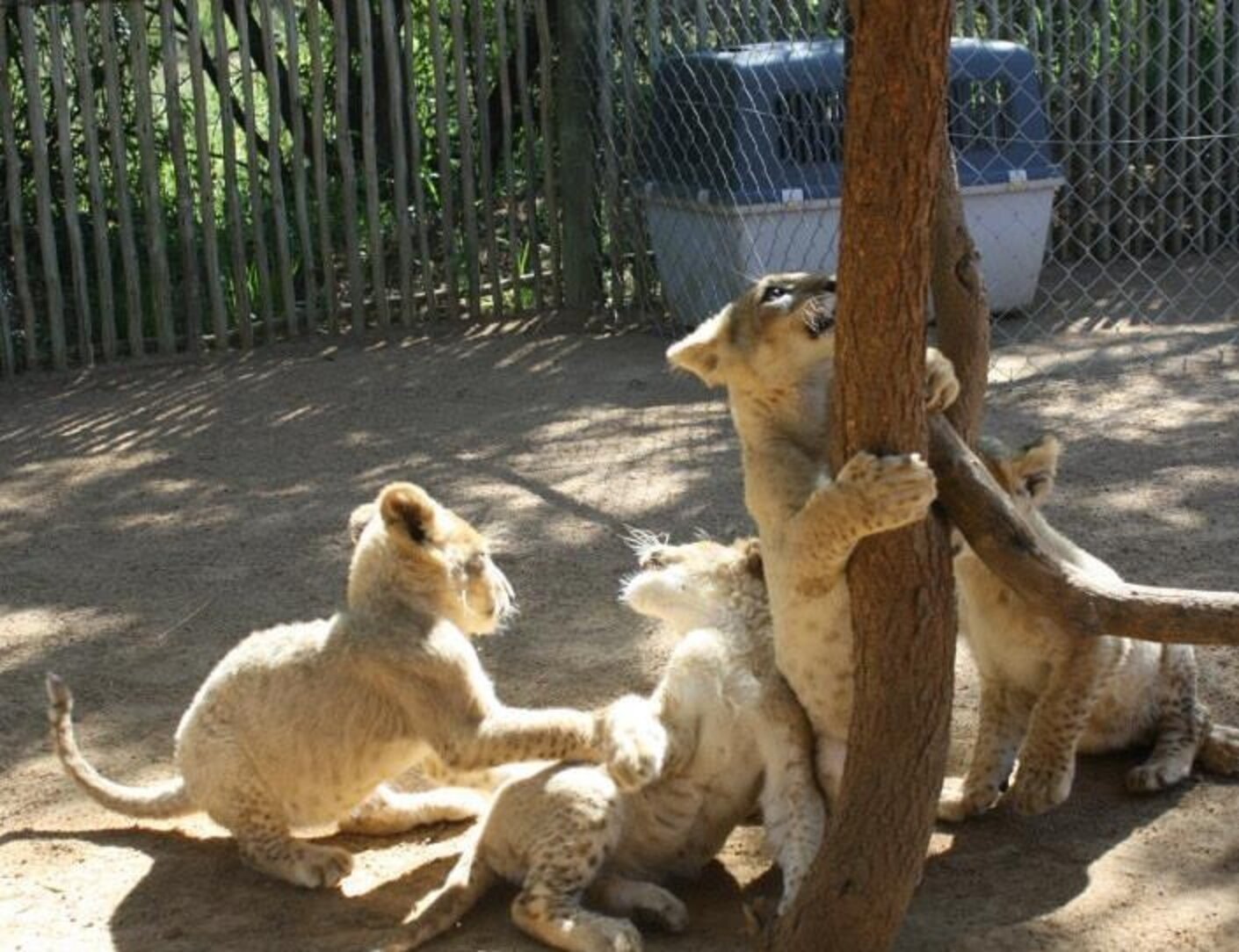 I Was Tricked Into Raising Lion Cubs For Hunters To Kill - The Dodo