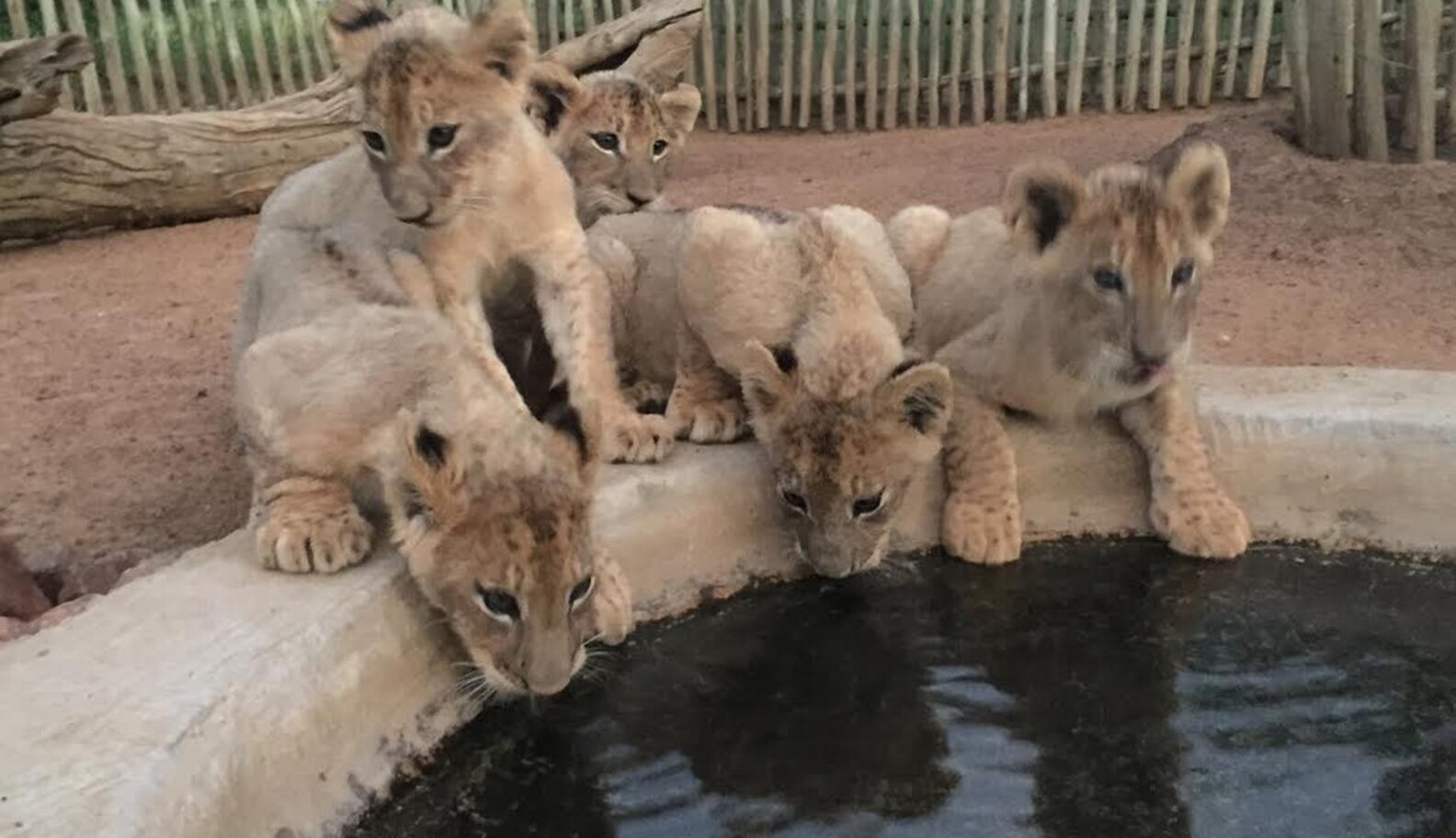 I Was Tricked Into Raising Lion Cubs For Hunters To Kill - The Dodo