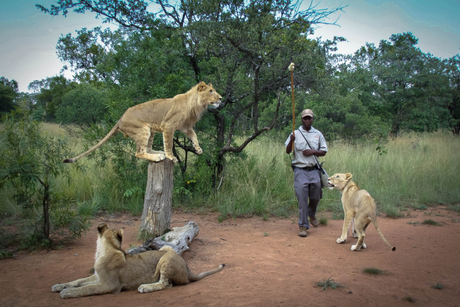 I Was Tricked Into Raising Lion Cubs For Hunters To Kill - The Dodo