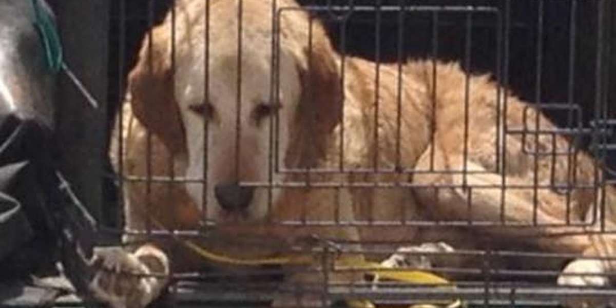 20-Year-Old Dog Dumped At Shelter Learns What Hope Really Means - The Dodo