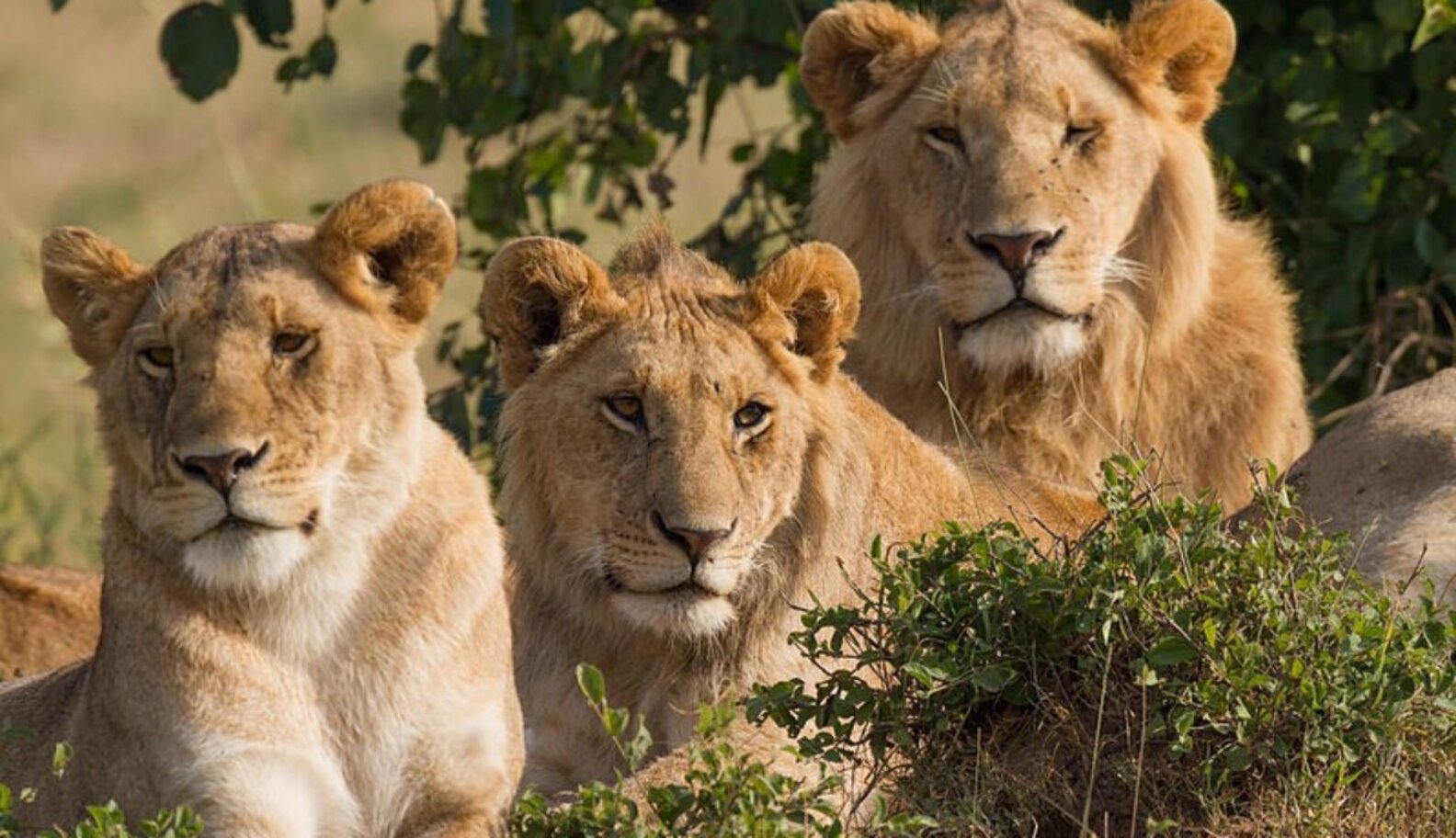 Hundreds Of Animals In Danger At Crimean Zoo - The Dodo