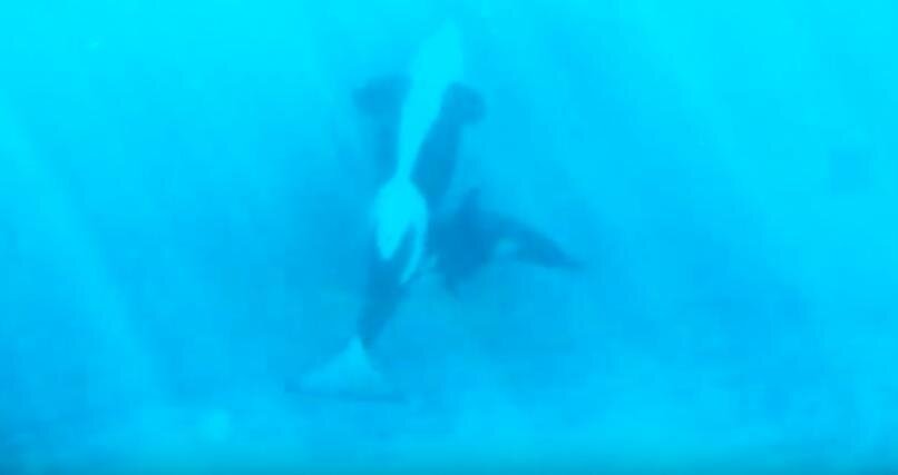 SeaWorld Gets Super Defensive Over 'Depressed' Mother Orca Footage ...