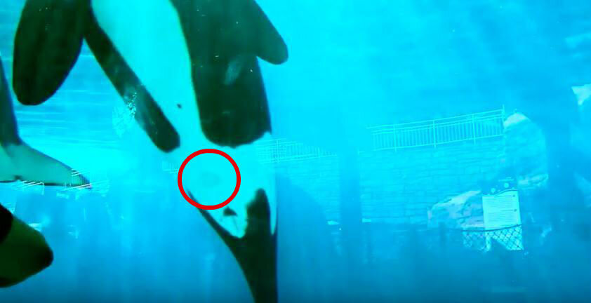 SeaWorld Gets Super Defensive Over 'Depressed' Mother Orca Footage ...