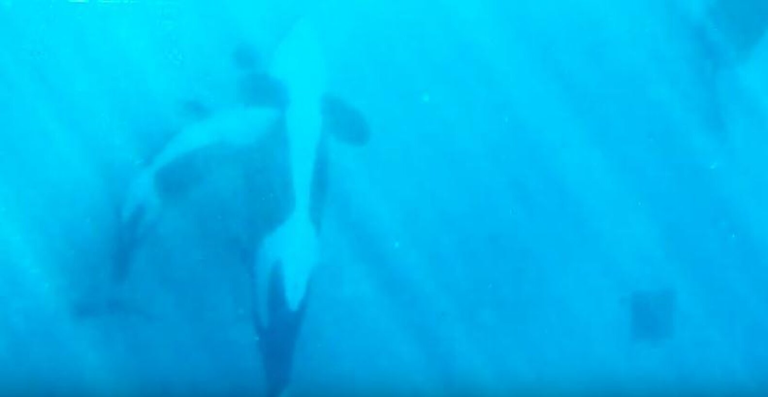 SeaWorld Gets Super Defensive Over 'Depressed' Mother Orca Footage ...