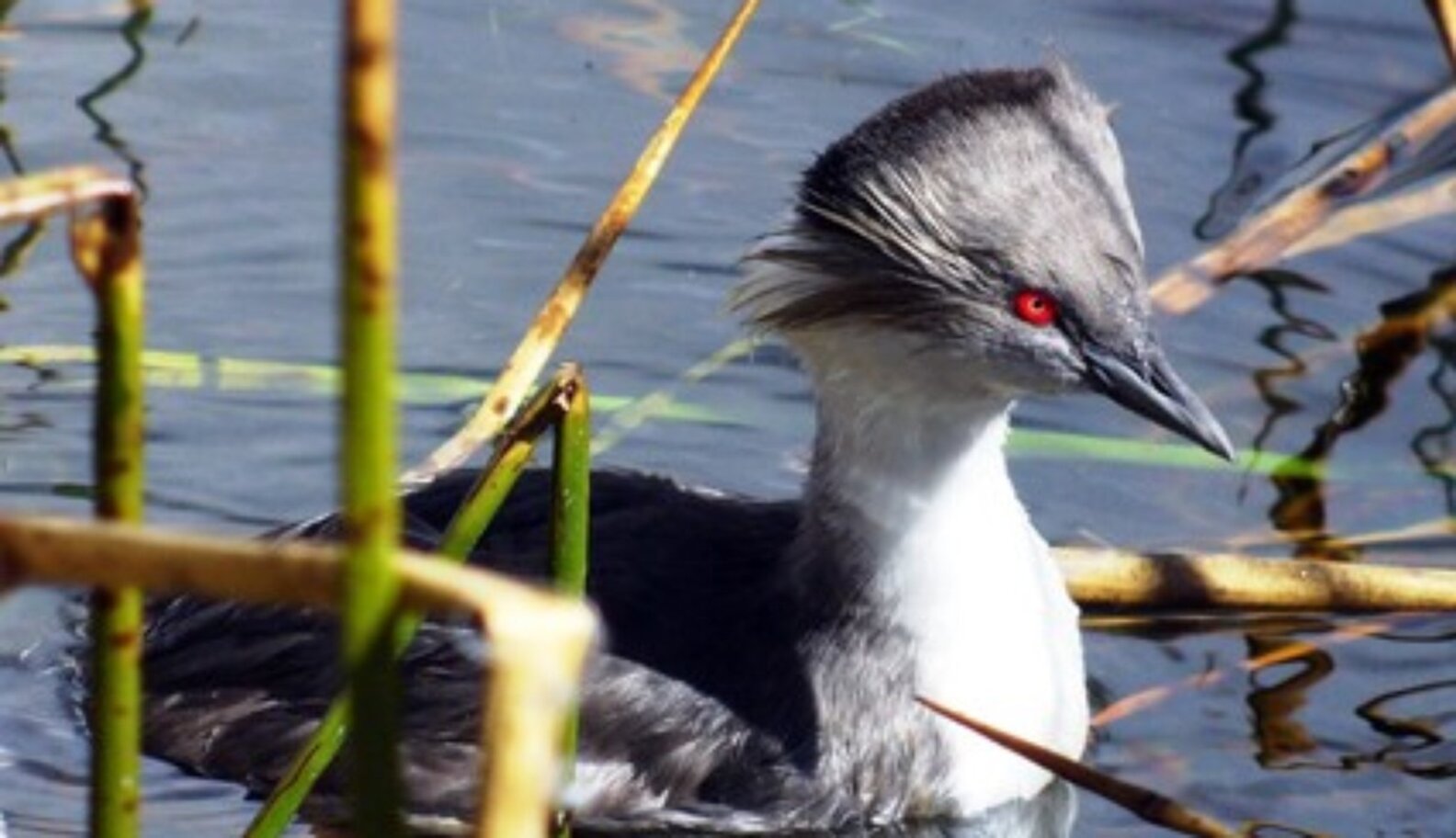 Here Are The 100 Most Endangered Birds In The World - The Dodo