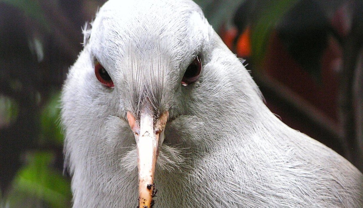 Here Are The 100 Most Endangered Birds In The World - The Dodo