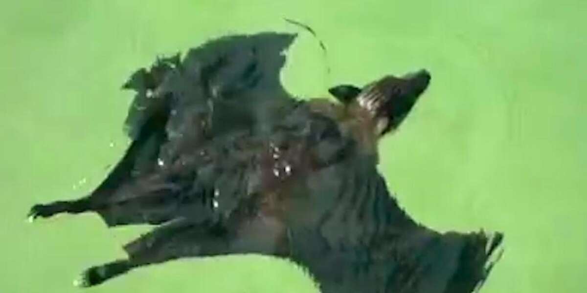 This Video Of A Bat Swimming Is Going Viral — And Everyone Is So ...