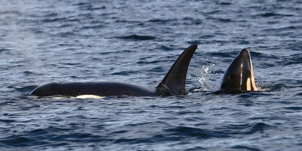 Tiny New Orca Sparks Hope For Family Decimated By SeaWorld - The Dodo