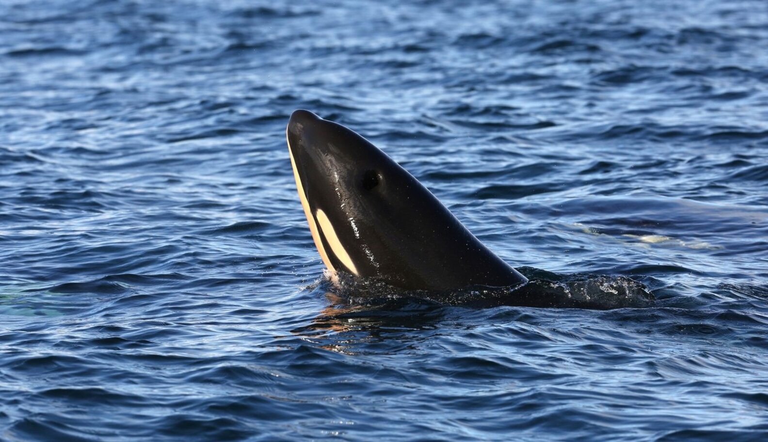 Tiny New Orca Sparks Hope For Family Decimated By SeaWorld - The Dodo