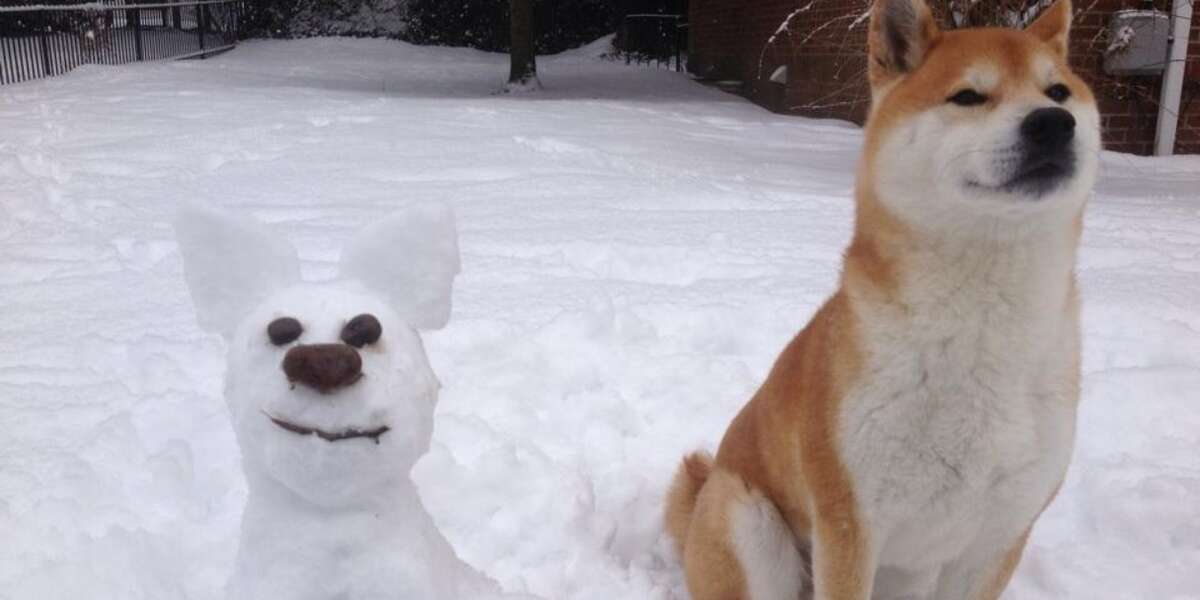 10 Snowy Ways To Have Fun With Your Pet This Winter - The Dodo