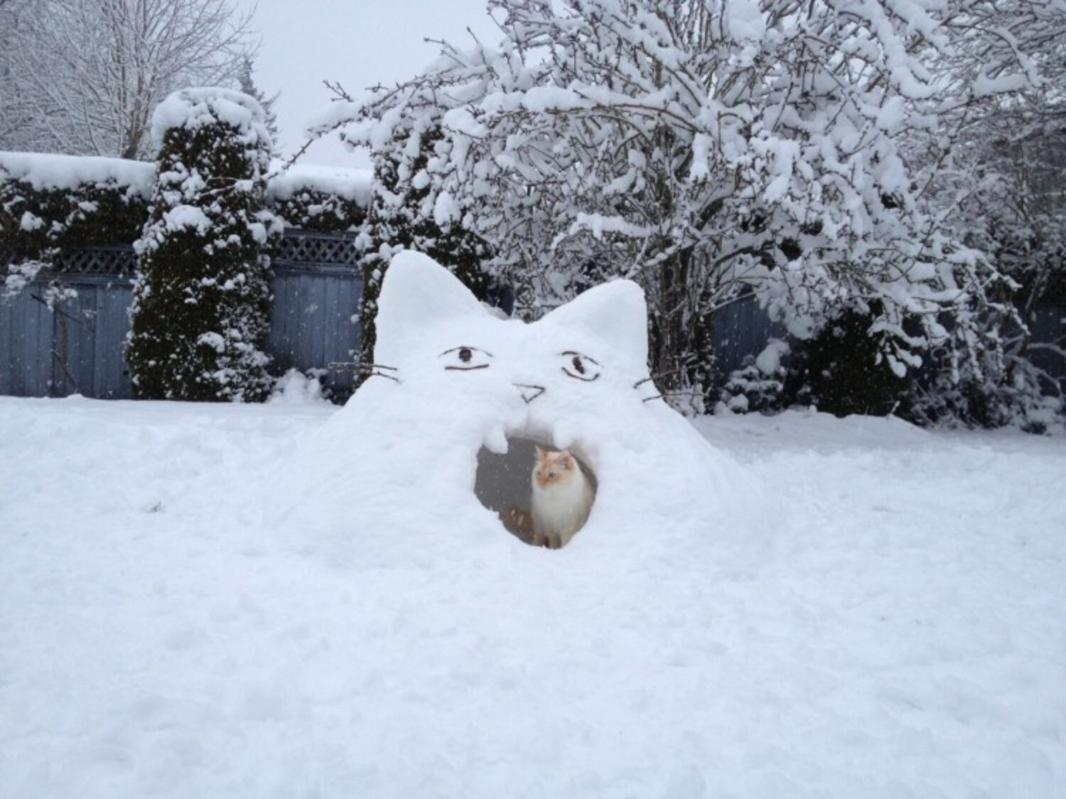 10 Snowy Ways To Have Fun With Your Pet This Winter - The Dodo
