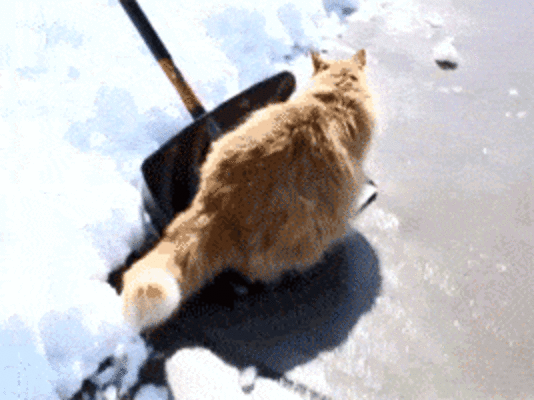 10 Snowy Ways To Have Fun With Your Pet This Winter - The Dodo