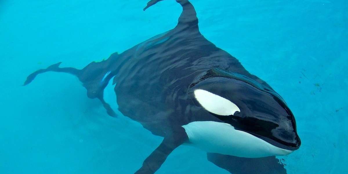 A Year After Blackfish, Tilikum The Orca Is Still Languishing In A Too ...