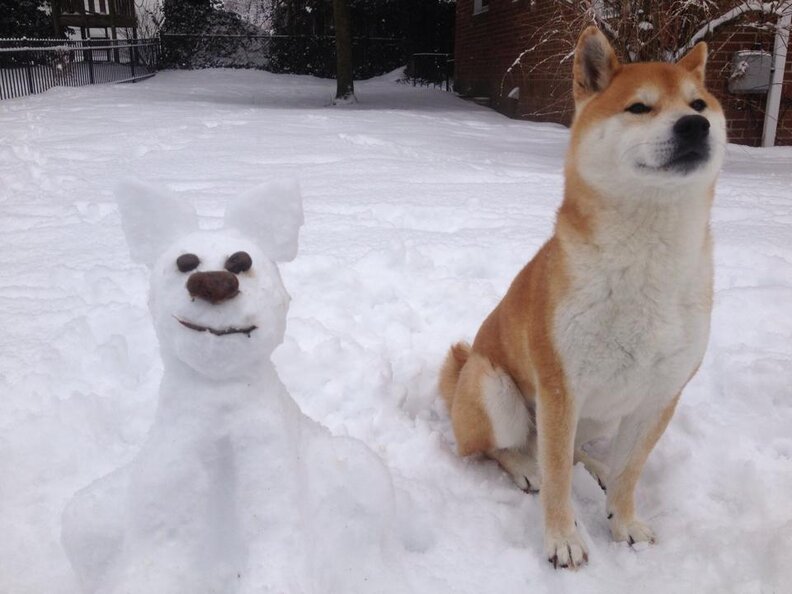 10 Snowy Ways To Have Fun With Your Pet This Winter - The Dodo
