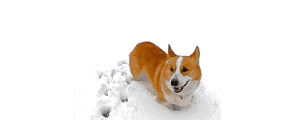 10 Snowy Ways To Have Fun With Your Pet This Winter - The Dodo
