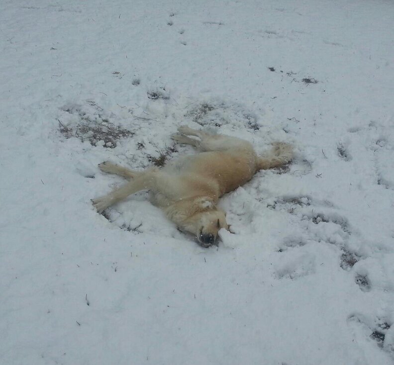 10 Snowy Ways To Have Fun With Your Pet This Winter - The Dodo