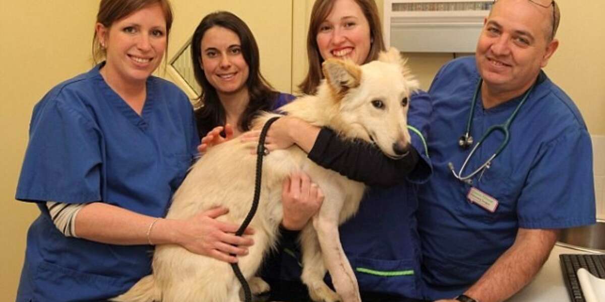 Disabled Dog Receives Life-Changing Surgery, Thanks To Generous ...