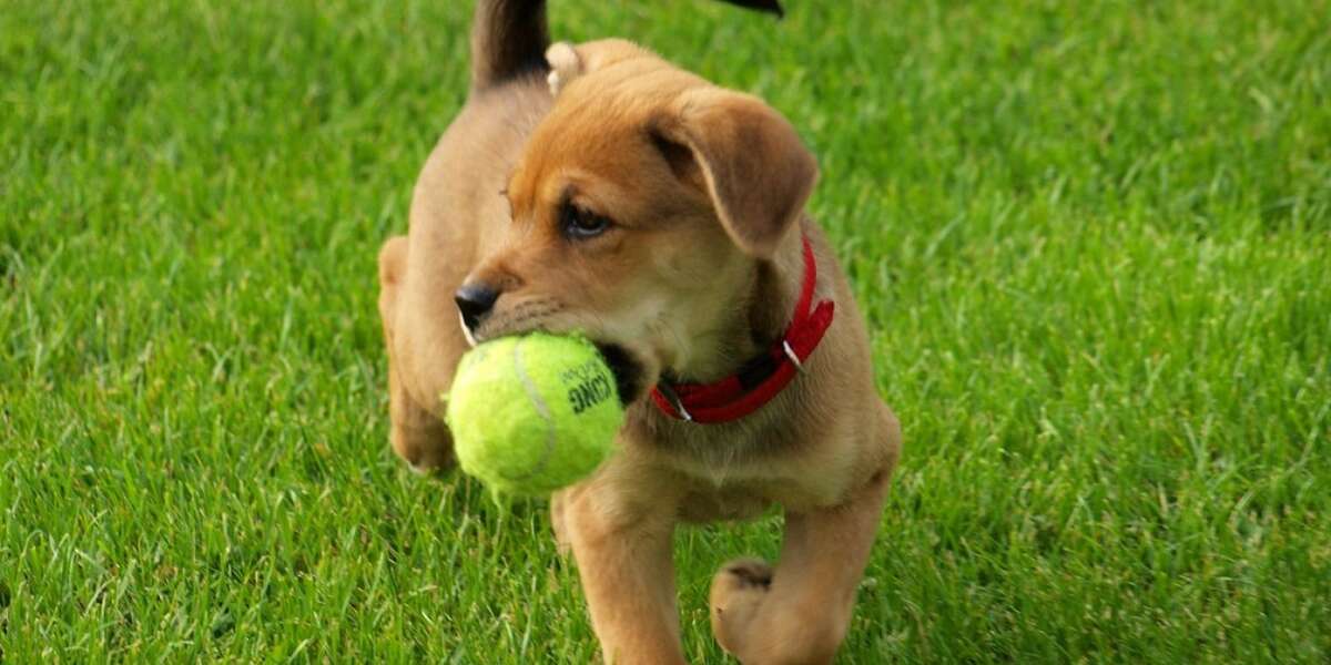 Not All Dogs Are Good At Playing Catch - The Dodo