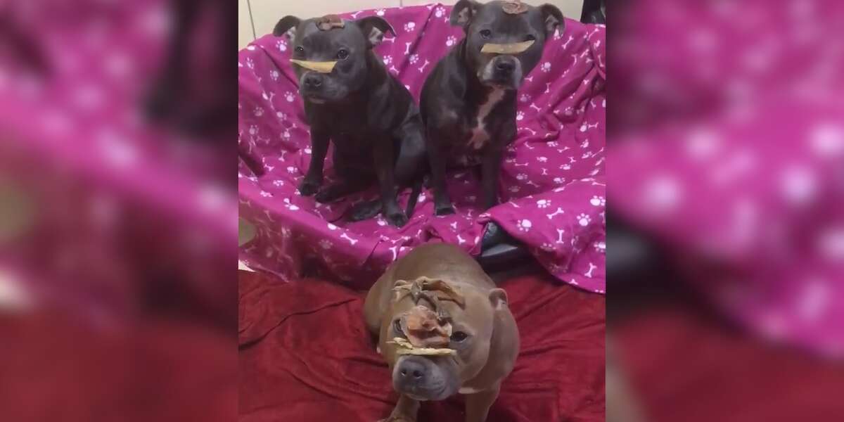 Pit Bulls Do Mannequin Challenge - The Dodo