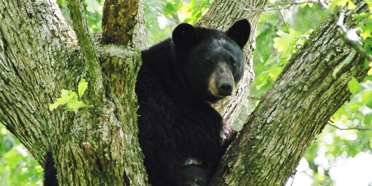 These Real-Life Teddy Bears Will Live To See Another Day - The Dodo