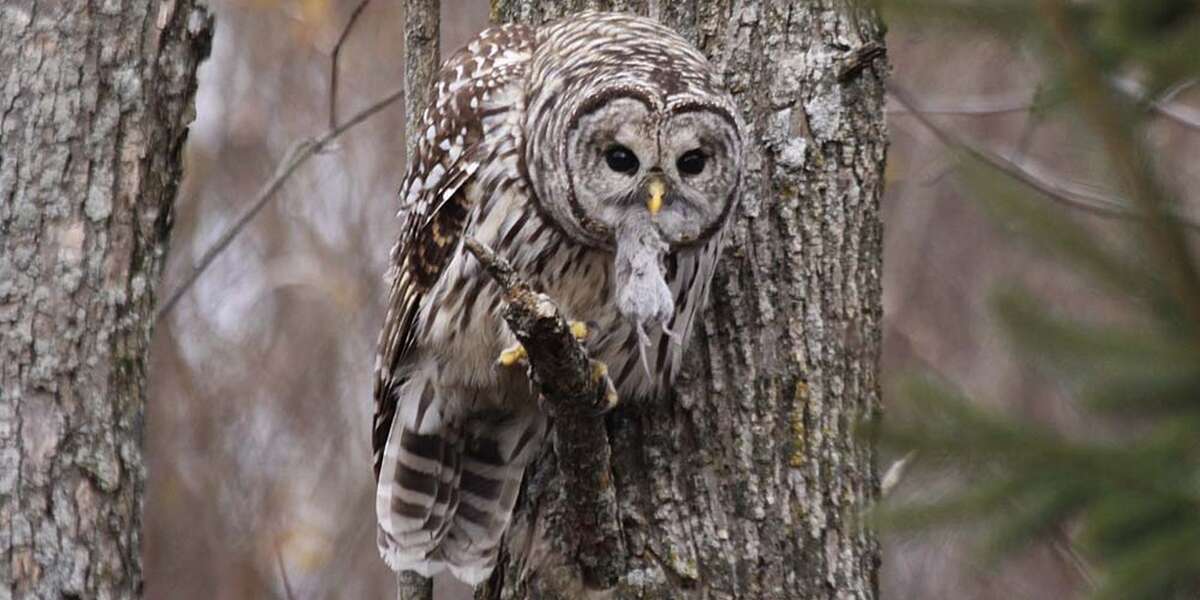 Reckless 'Super' Rodent Poison Finally Pulled From Shelves - The Dodo